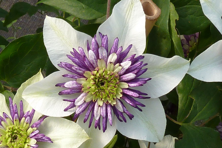 Besonderheiten Archive - Clematis Herian