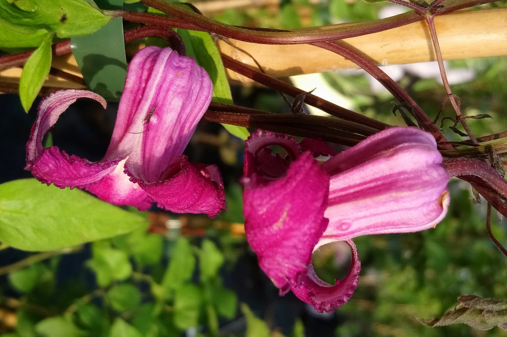 Texensis Archive - Clematis Herian