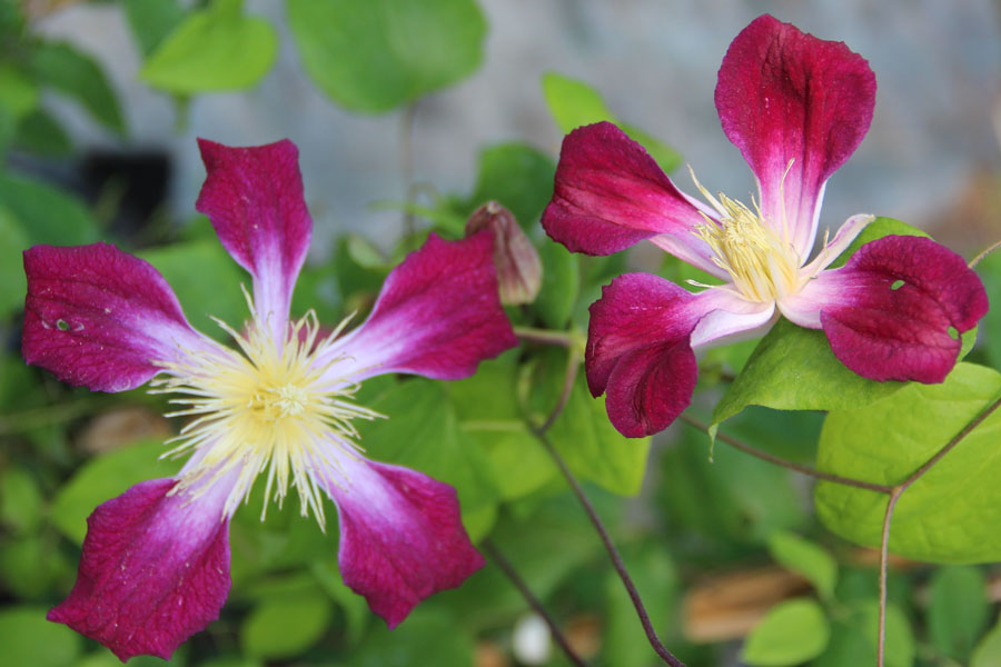 Texensis Archive - Clematis Herian